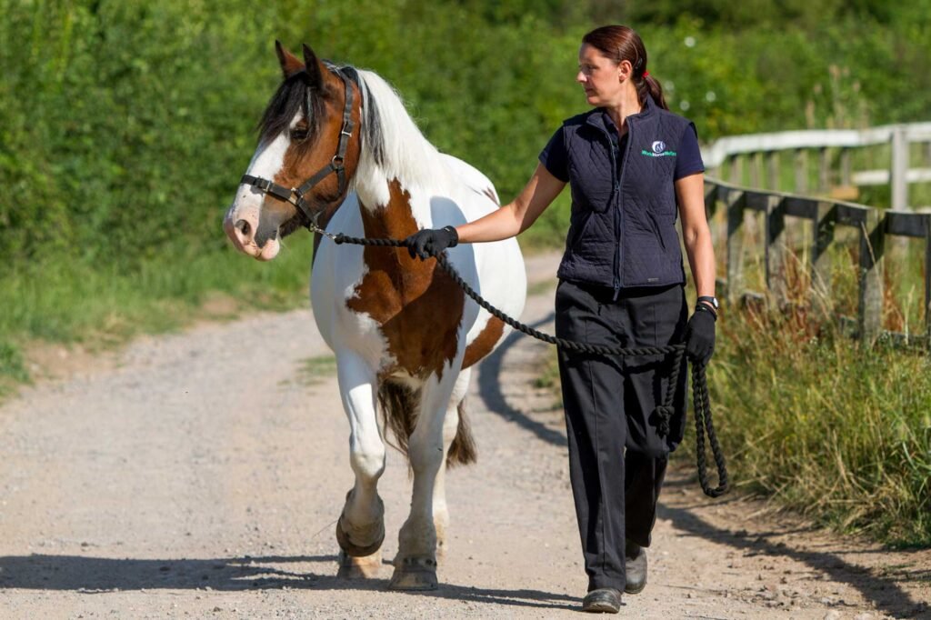How to Care for a Pony: A Beginner’s Guide - creamacres.com