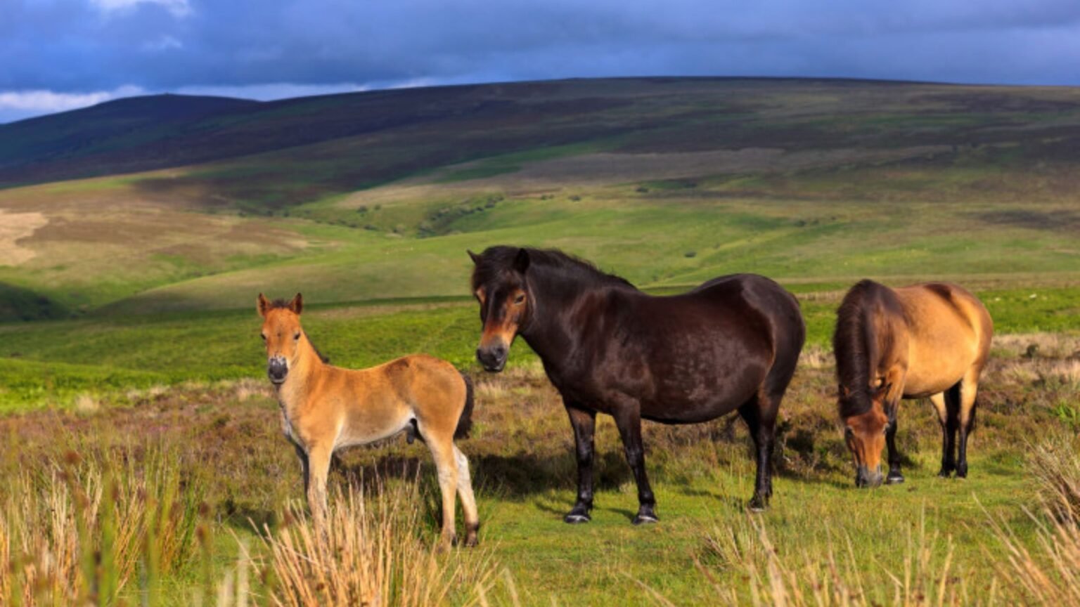 How to Care for a Pony: A Beginner’s Guide - creamacres.com