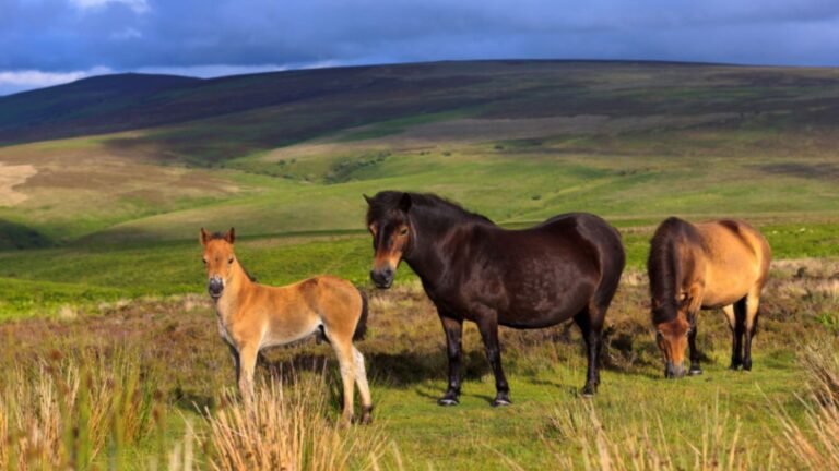 How to Care for a Pony: A Beginner’s Guide - creamacres.com