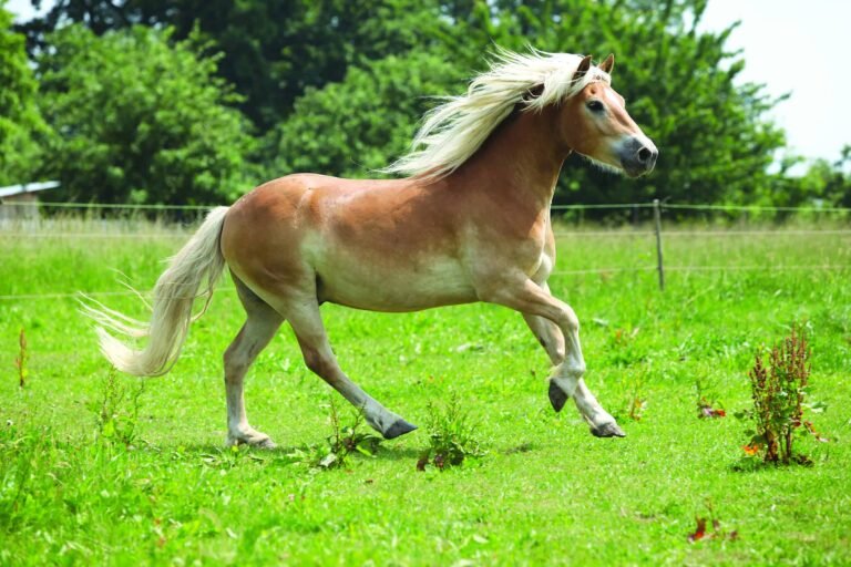 The Most Popular Pony Breeds and Their Characteristics - creamacres.com